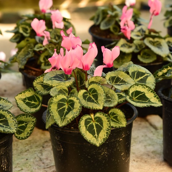 Mini_Cyclamen – Pedleys Nursery