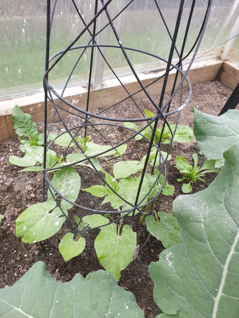 Morrifield Tunnelhouses – Pedleys Nursery