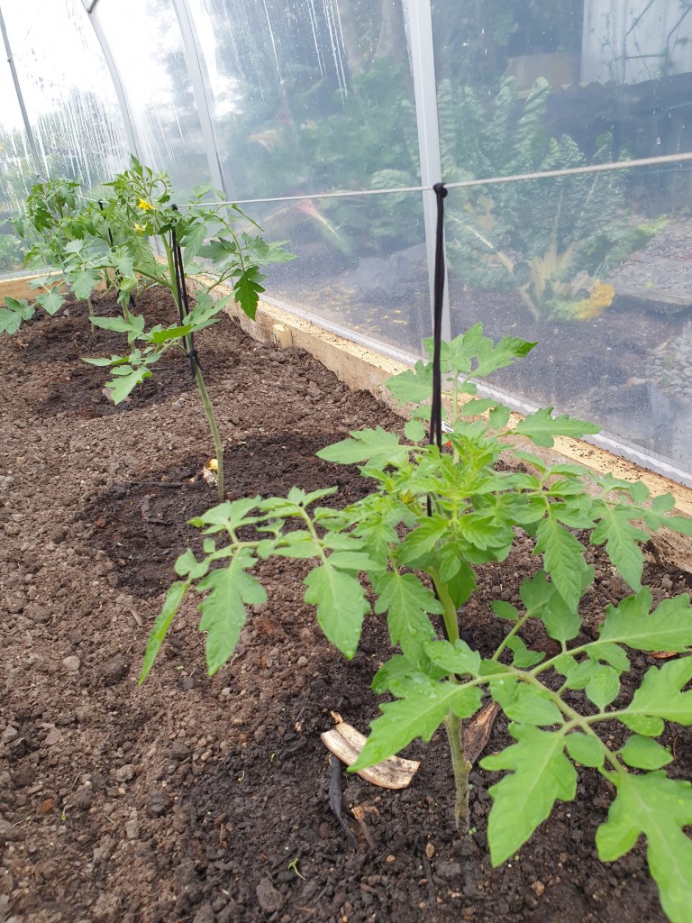 Morrifield Tunnelhouses – Pedleys Nursery